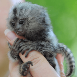 Buy Monkeys Online | Trusted Capuchin & Marmoset Breeders