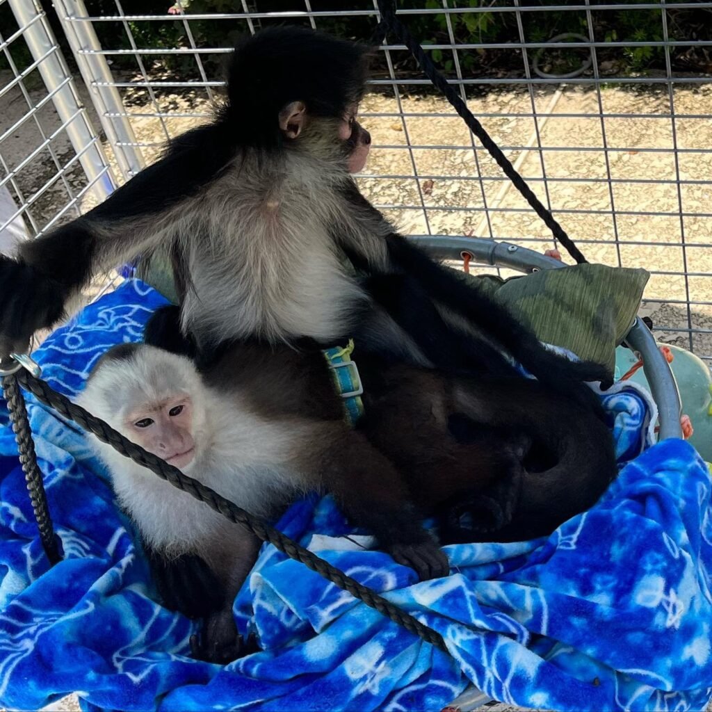 White-faced Male Capuchin Monkey - primatepets.com