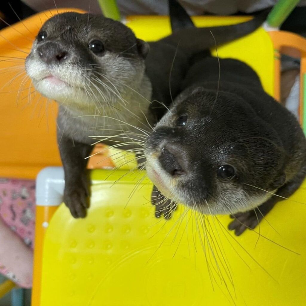 Asian Small-Clawed Otters for Sale - Playful, Healthy, and Socialized Pets