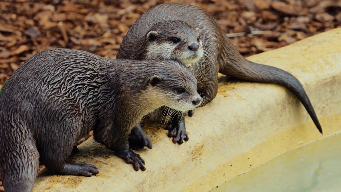 How To Care For Pet Otters - primatepets.com